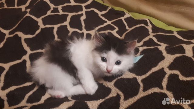 Котенок девочка