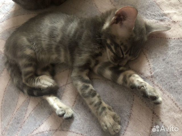 Продам бенгальских котят