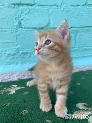 Котёнок