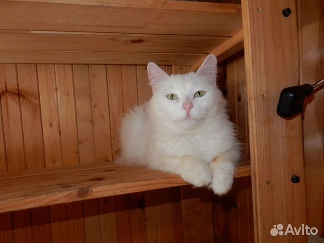 Кошка Белоснежка