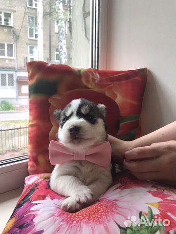 Очаровательные щенки сибирской хаски