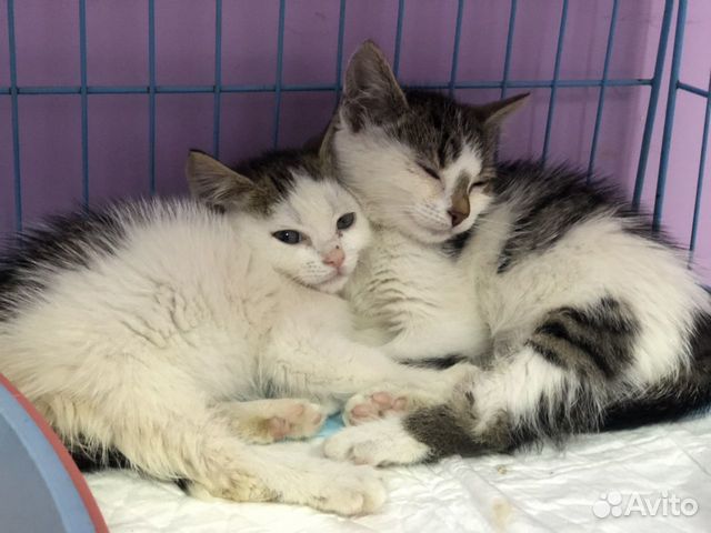 Котята в хорошие руки