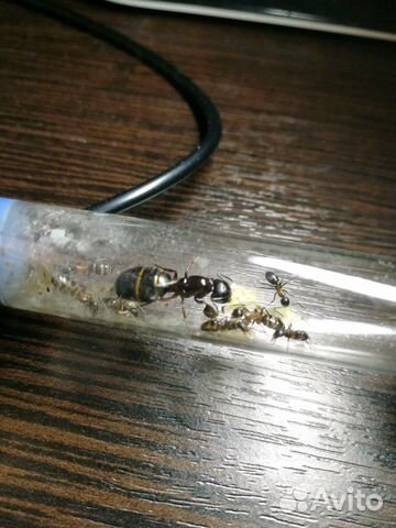 Camponotus herculeanus