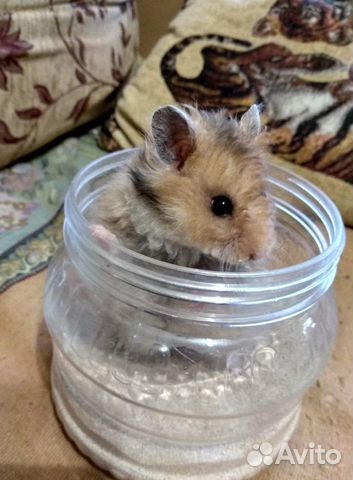 Маленький сирийский хомяк Есть переноска