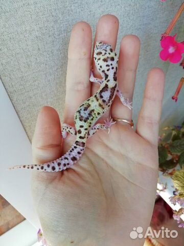 Эублефарчики