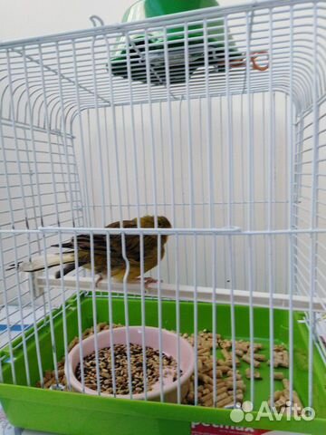 Канарейка. даром. без клетки