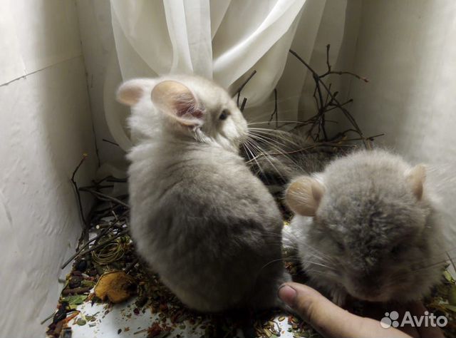 Бежевая ангора