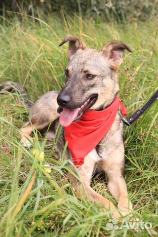 Отдам даром собаку Смайлик