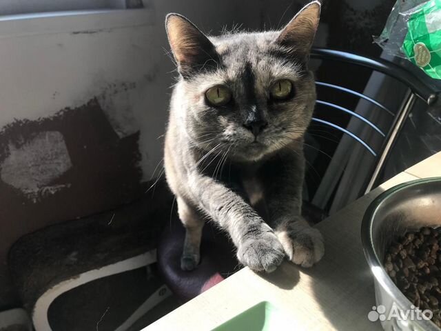 Отдам взрослую кошку в хорошие руки