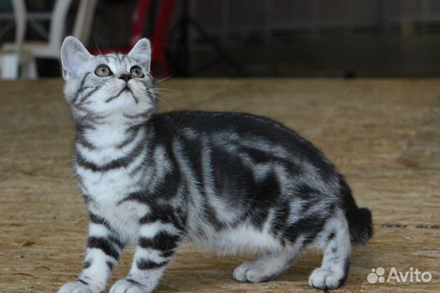 Красивый британский котик 3 мес. Шикарный рисунок