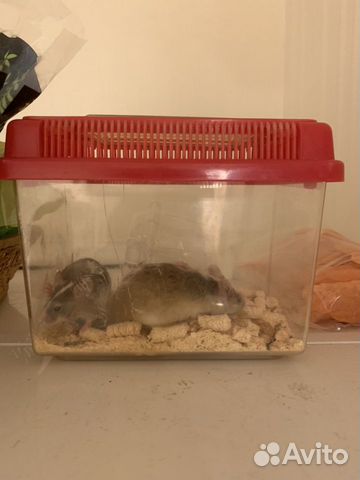 Отдаю мышек в добрые руки