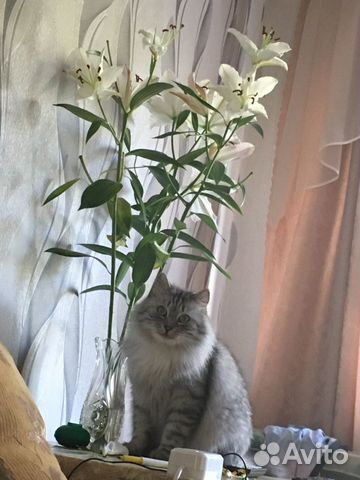 Отдам кота в добрые руки