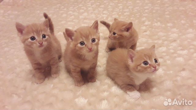 Рыжие комочки счастья)