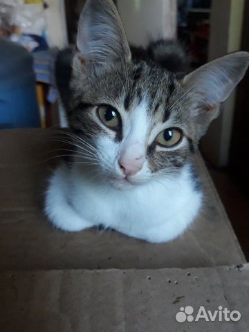 Котята разных цветов