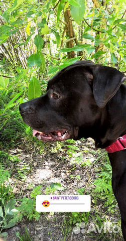 Отдам pitbull сабаку