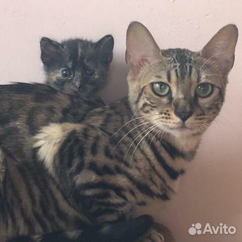 Фантазерка и Вишенка ищут дом