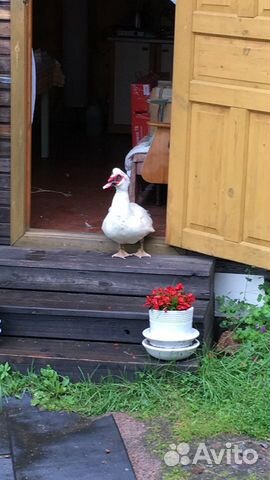 Семья мускусной Утки ищет дом на зимний период