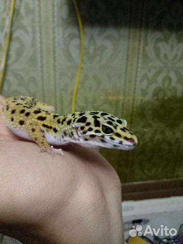 Эублефар +домик и коврик