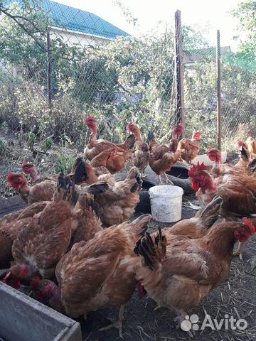 Птица домашняя