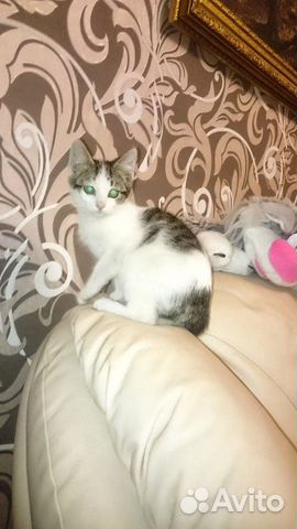 Котенок Антошка