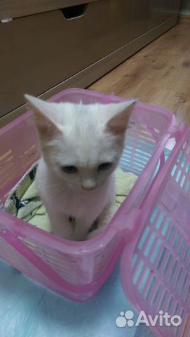 Отдам кошечку