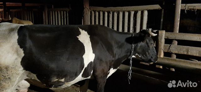 Продаются двойные коровы