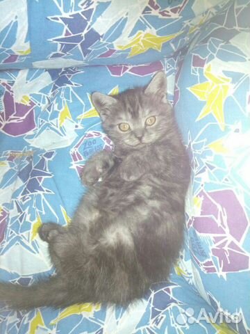 Котенок британец