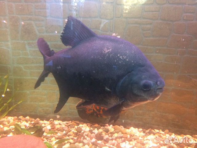 Рыба Метинис 35см