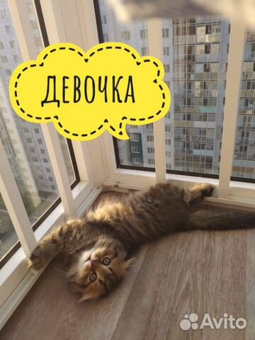 Шотландские котята