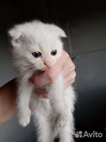 Вислоухая белая кошечка