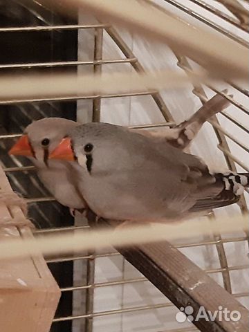 Австралийские зебровые амадины