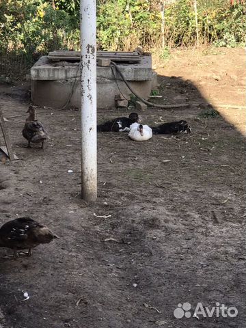 Утки домашние