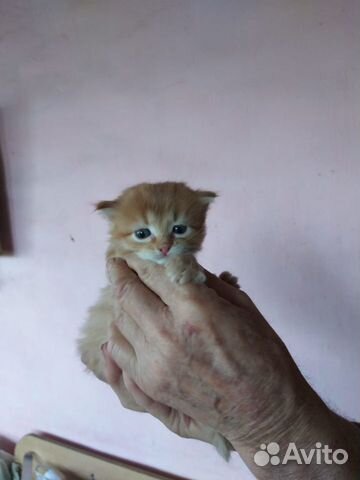 Котята от крысоловов