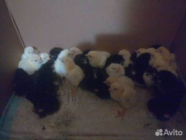 Цыплята черно медный маран и Загорские лососевые