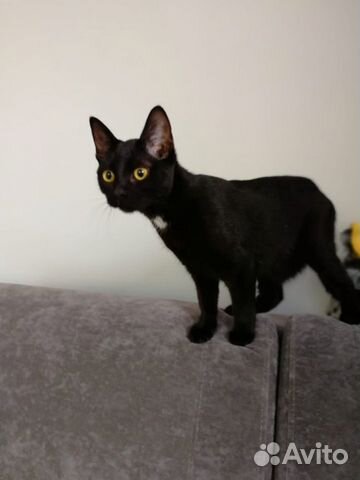 Багира 4 мес в добрые руки