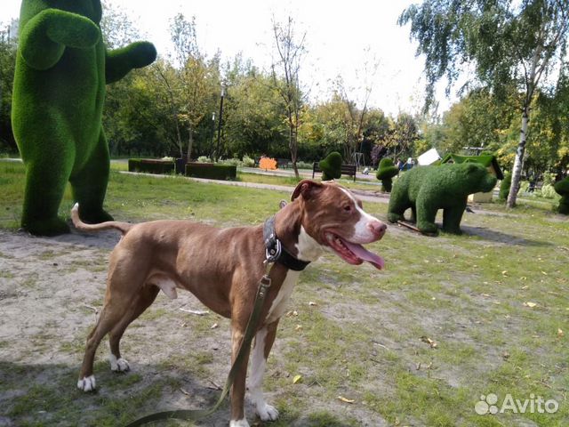 Связка питбуль