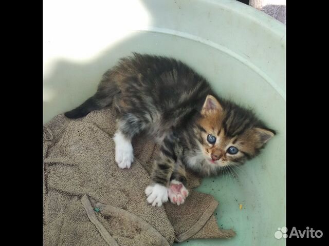 Котёнок мальчик в добрые руки