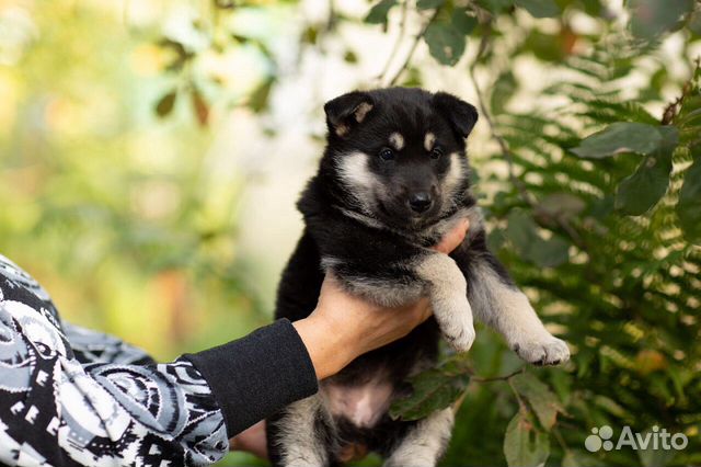 Метисы хаски