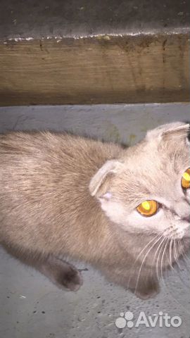Котёнок 5 мес девочка