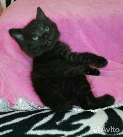 Котенок
