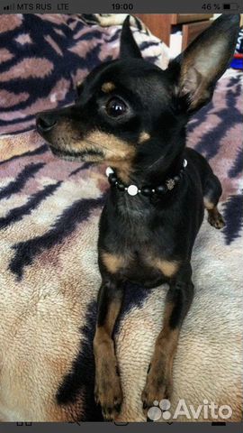 Пропал той терьер