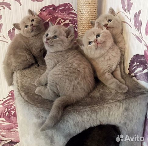 Британские котята