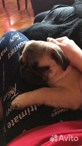 Щенок мопса