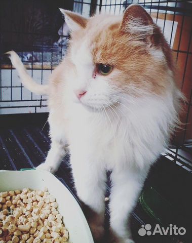 Кот ищет дом