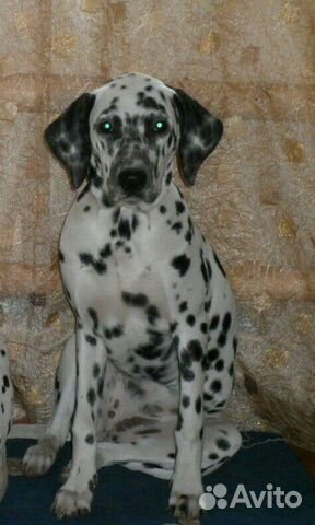 Отдам далматина