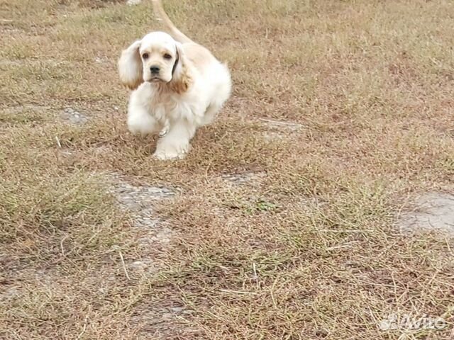 Америкашки