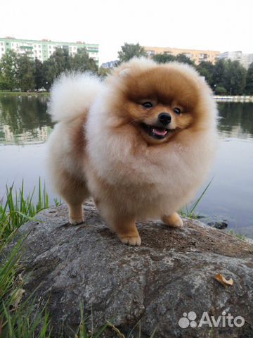 Щенок померанского шпица