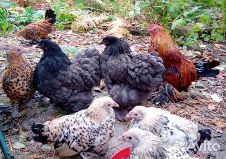 Декоративные породистые куры и утки