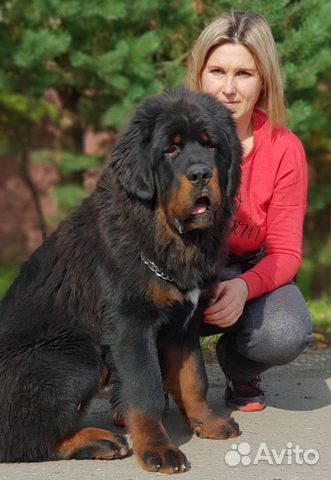 Тибетский мастиф чп принцесса