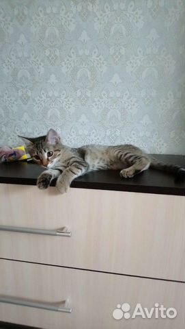 Отдам котенка